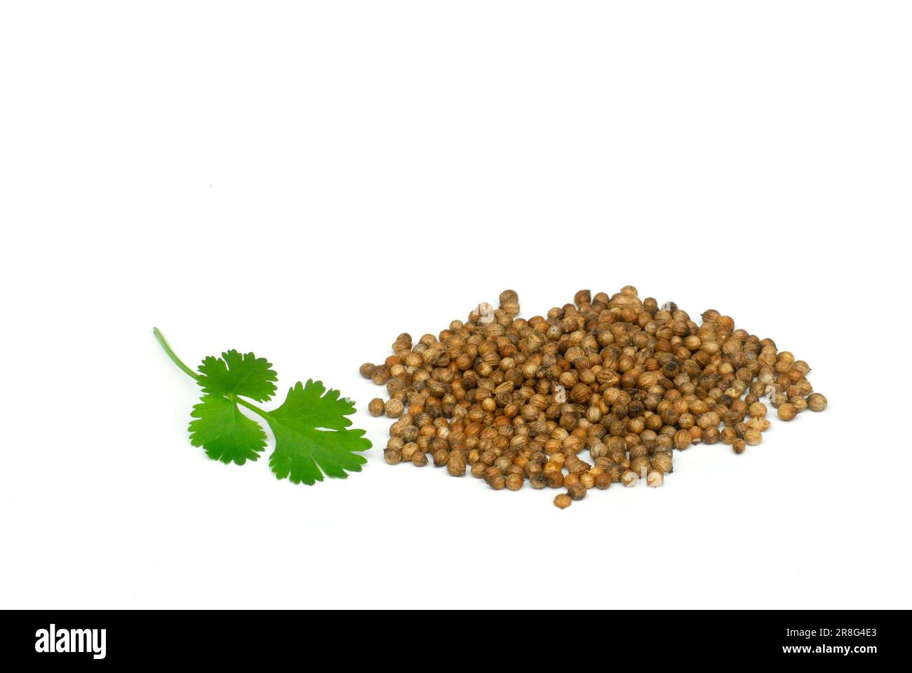 The coriander plant Cut Out Stock Images & Pictures - Alamy