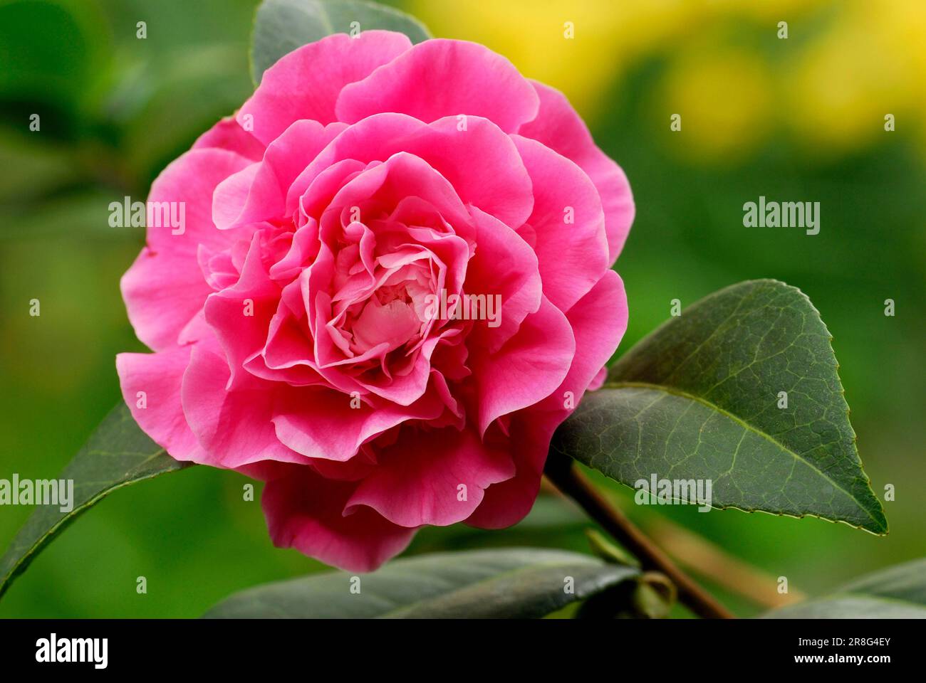 Camellia (Camellia japonica) Debbie, Theaceae Stock Photo - Alamy