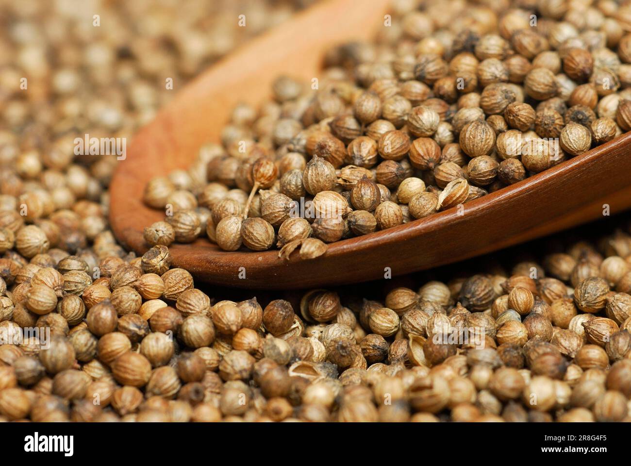 Corianderseeds (Coriandrum sativum Stock Photo - Alamy