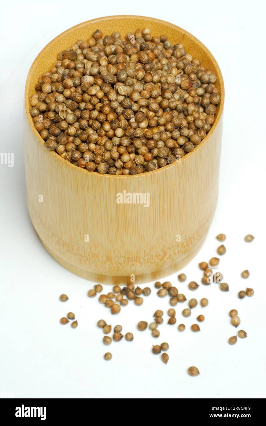 Corianderseeds (Coriandrum sativum) in shell Stock Photo - Alamy