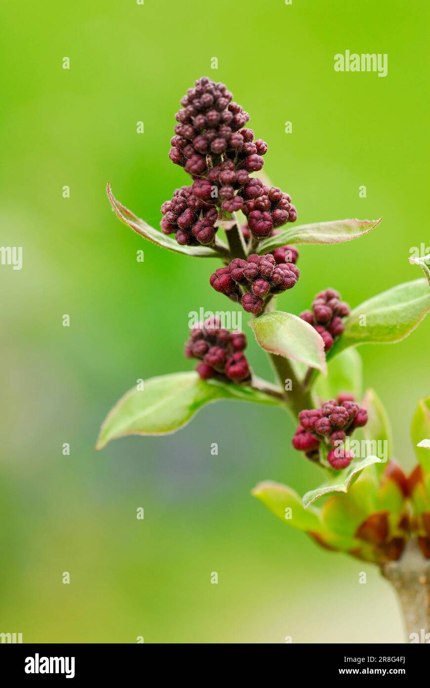 Common Lilac (Syringa vulgaris), Buds Stock Photo - Alamy