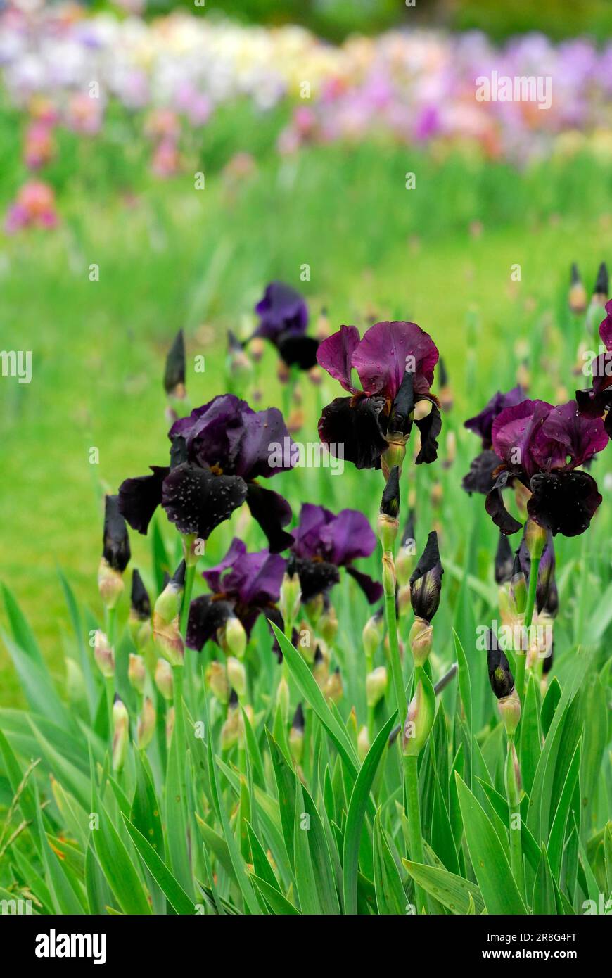 Iris plant hi-res stock photography and images - Alamy