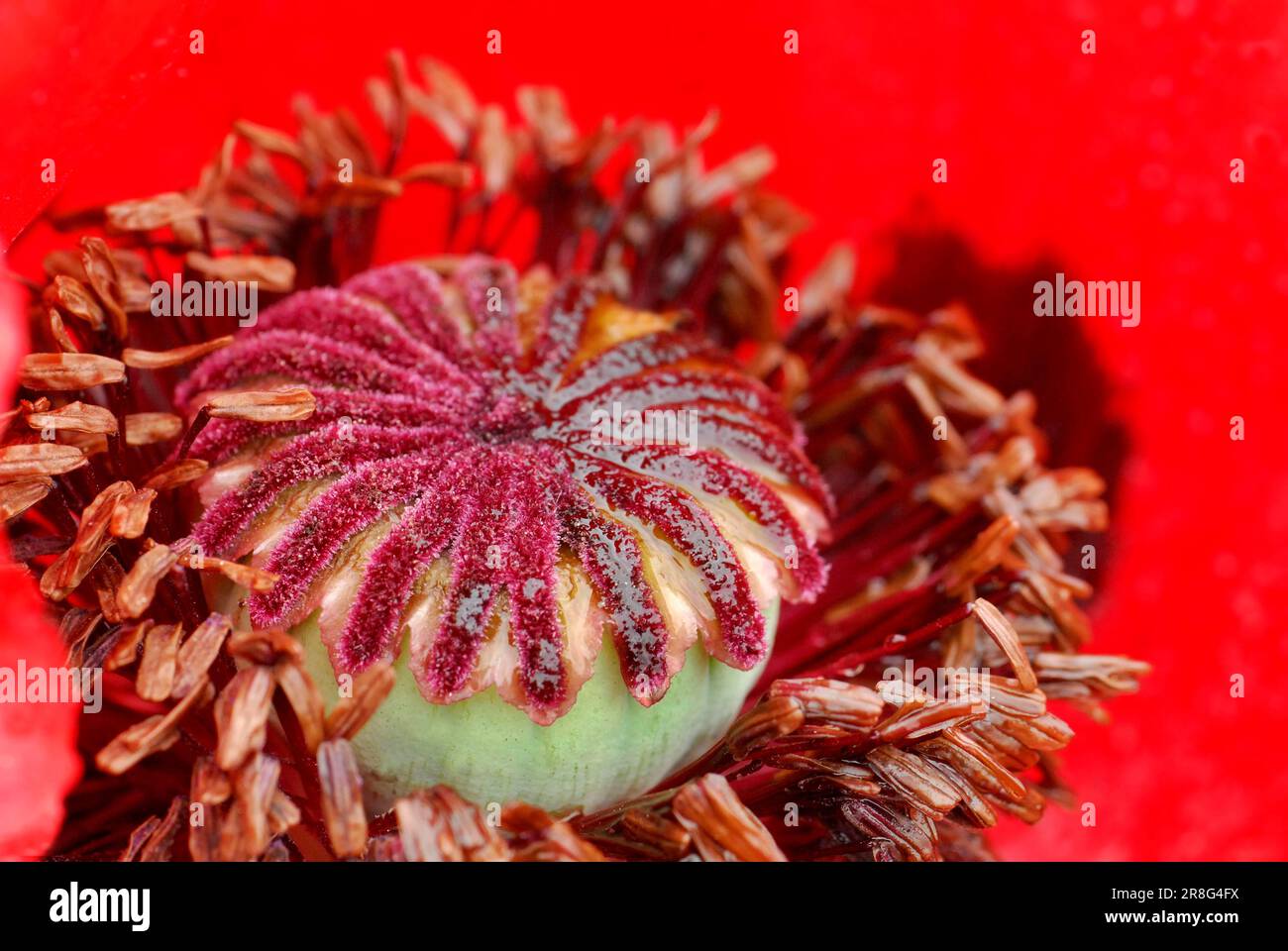 MedicinePapaver bracteatum, Seed capsule (Papaver bracteatum), Armenian ...