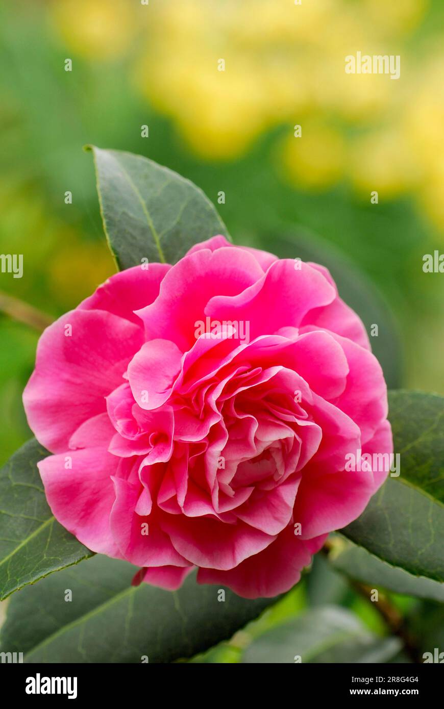 Camellia (Camellia japonica) Debbie, Theaceae Stock Photo - Alamy