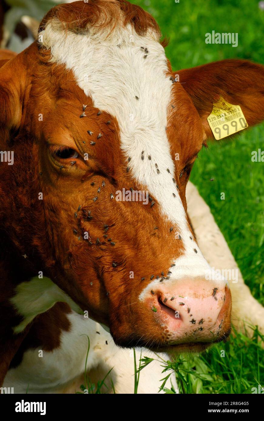 Domestic cattle, cow with flies on its face, fly plague, cows, fly ...