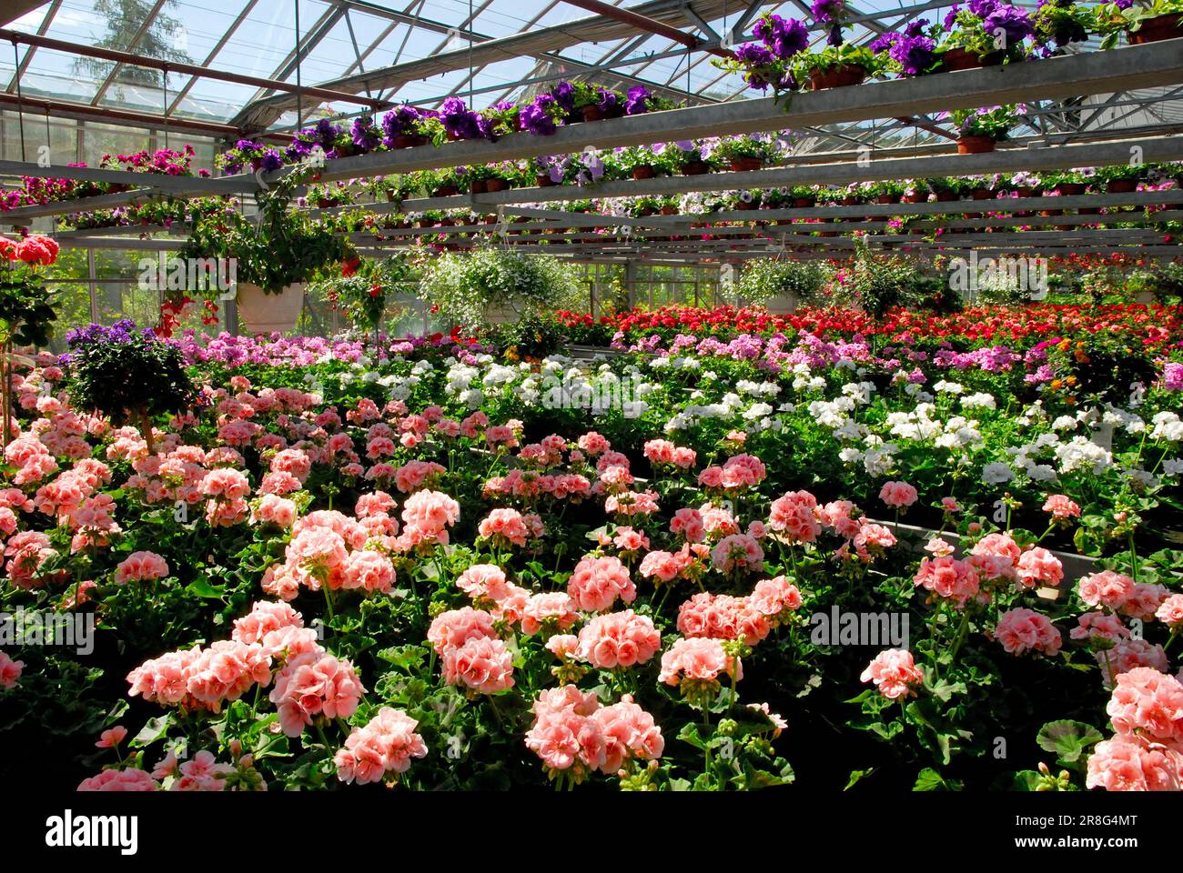 Plant breeding in nursery hi-res stock photography and images - Alamy