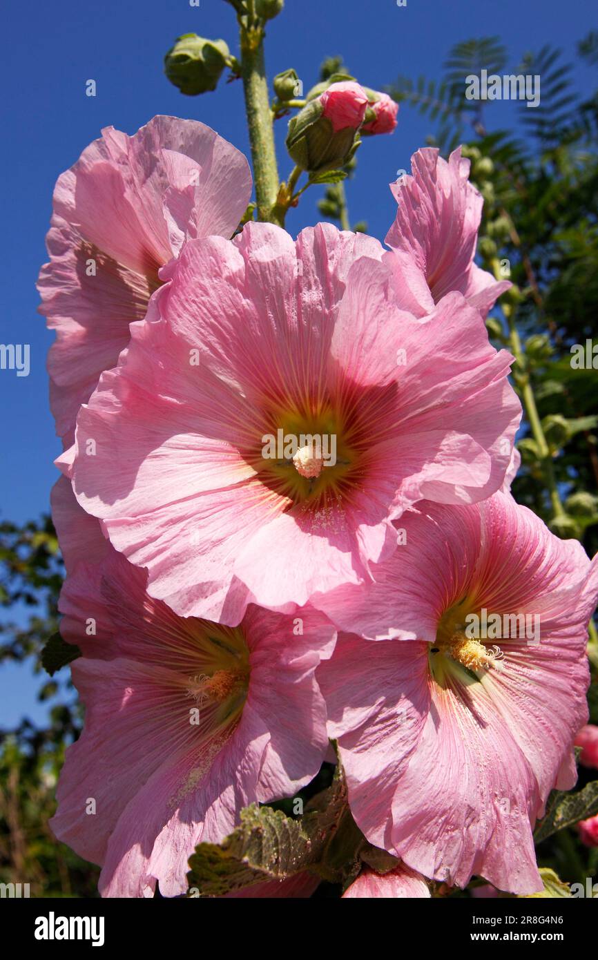Common hollyhock (Alcea rosea Stock Photo - Alamy