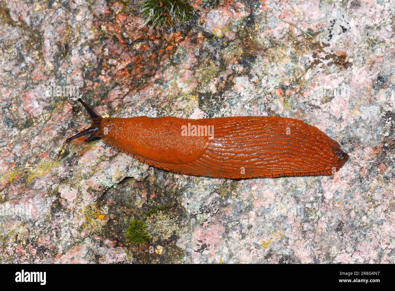 Spanish slug arion lusitanicus hi-res stock photography and images - Alamy