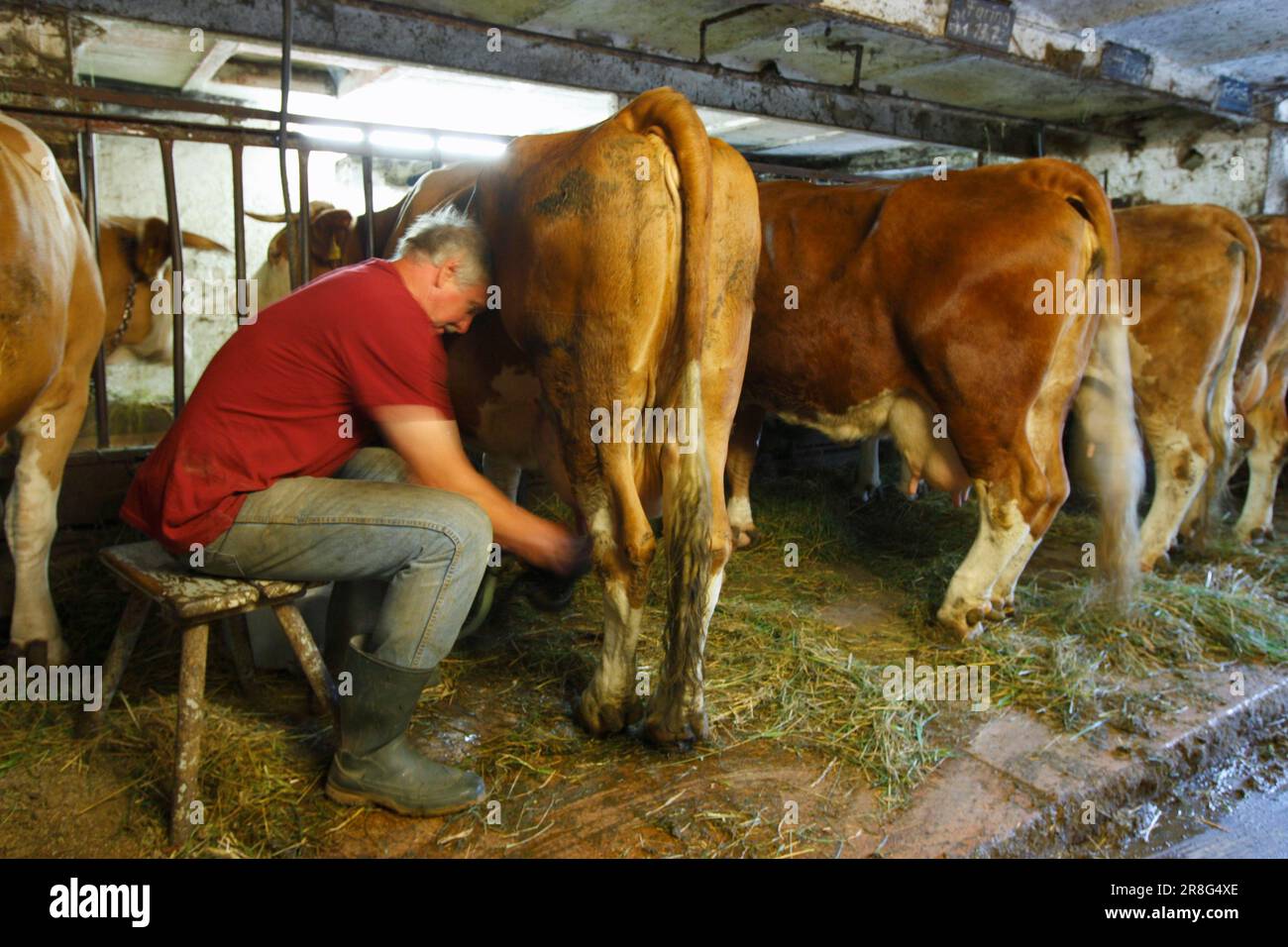 Farmer milking dairy cows in barn, Baden-Wuerttemberg, cow, cows, dairy ...