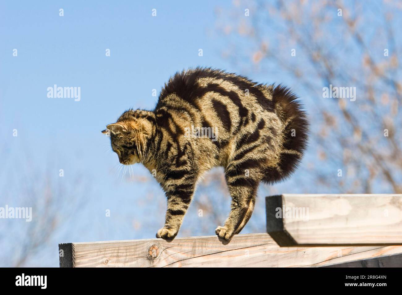 Domestic cat makes hump, mackerel, sideways Stock Photo - Alamy