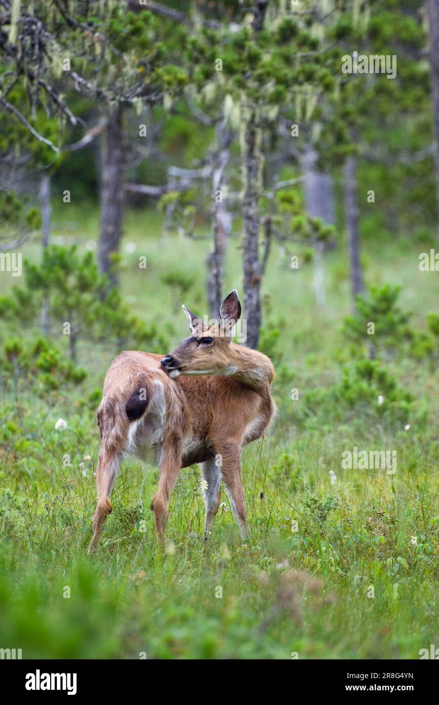 Mule deer (Odocoileus hemionus), doe, Mitkof Island, Alaska, black ...