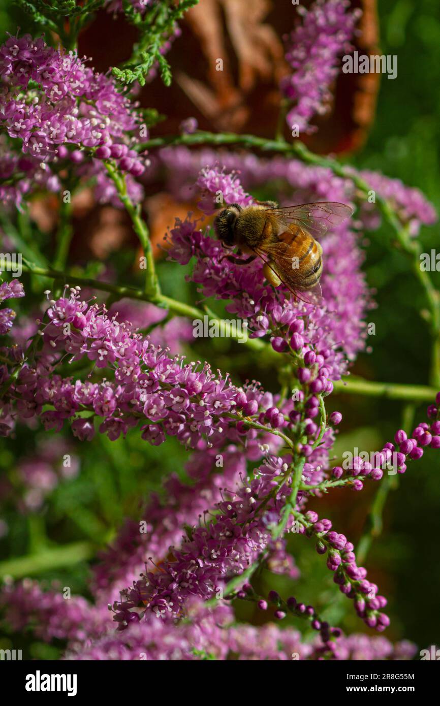 Bees pollinate plant matter in nature Stock Photo - Alamy