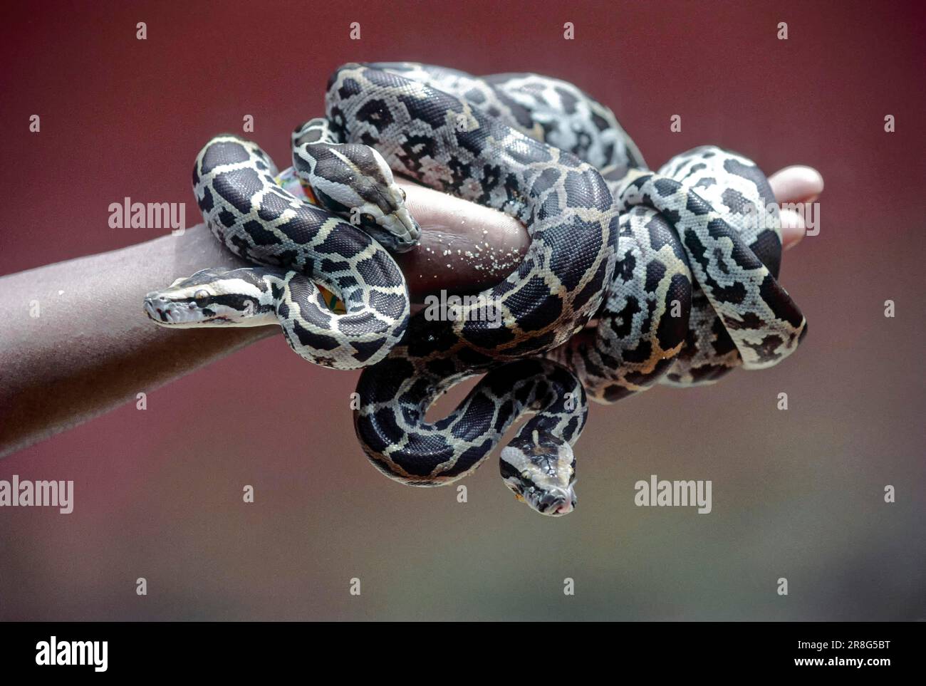 Python on a hand, Arignar Anna Zoological Park at Vandalur (Vandalur ...