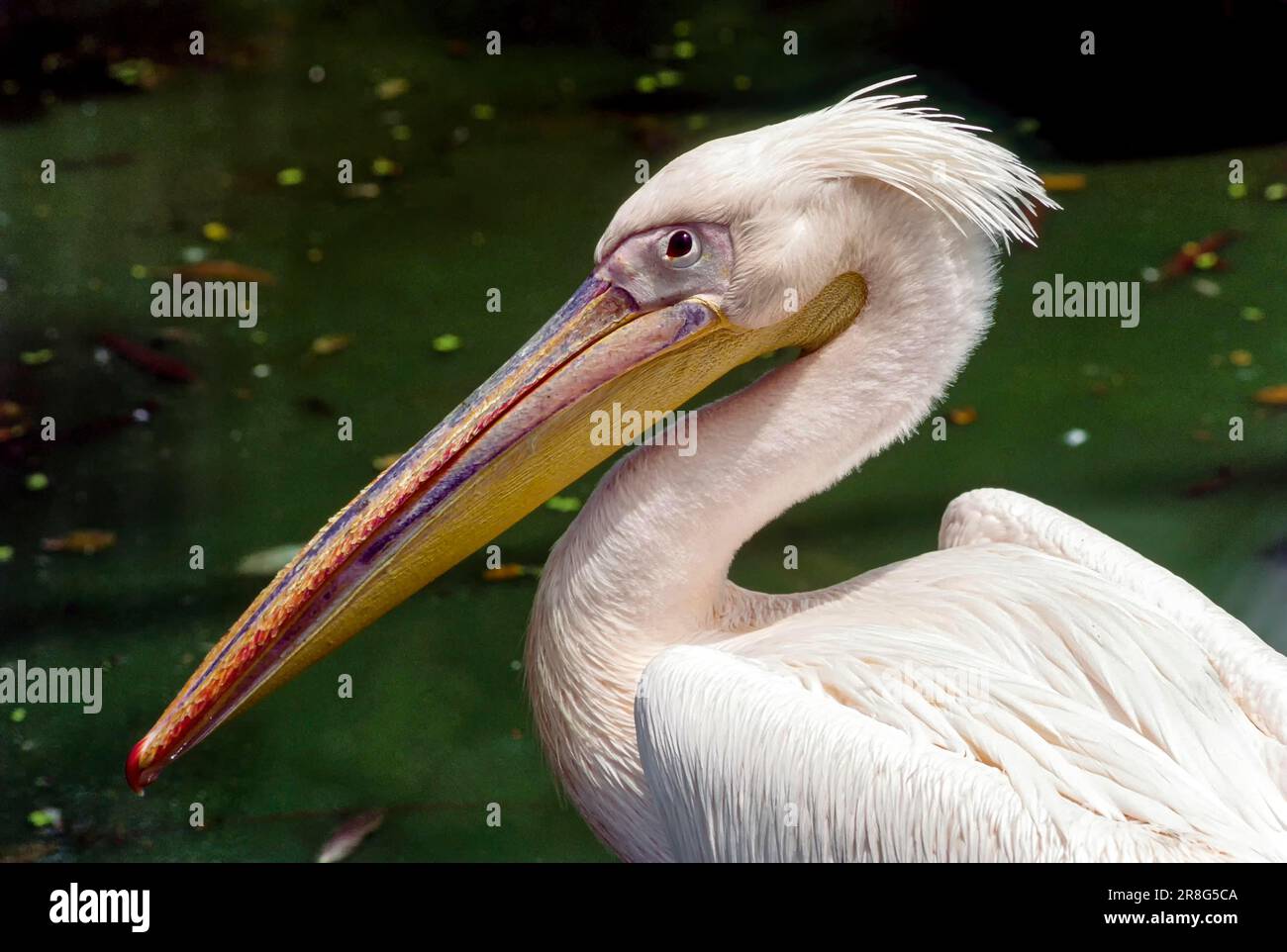 Rosy Pelican in Arignar Anna Zoological Park at Vandalur (Vandalur Zoo ...