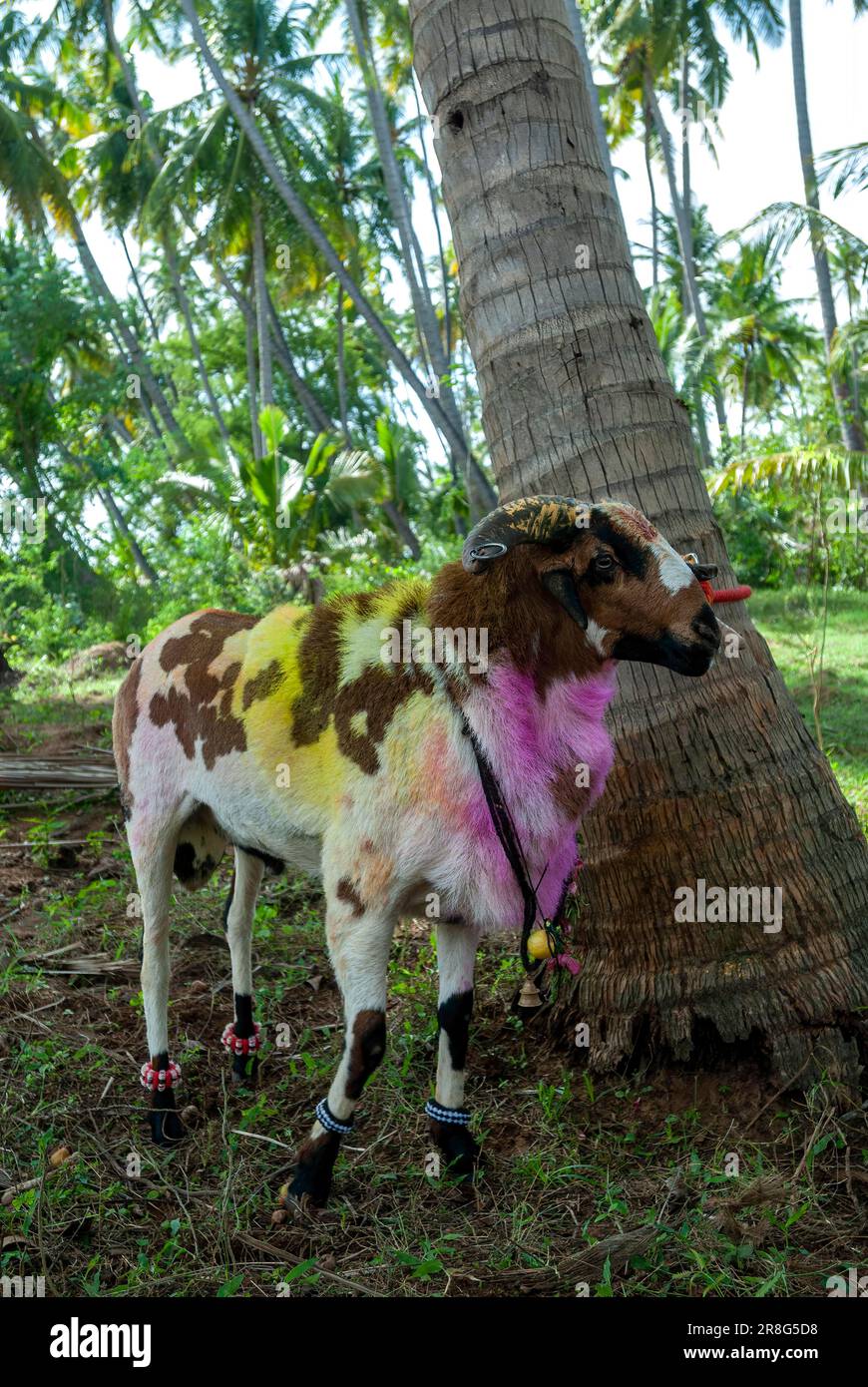 Goat waiting for kidaai Muttu Goat fighting near Madurai, Tamil Nadu ...