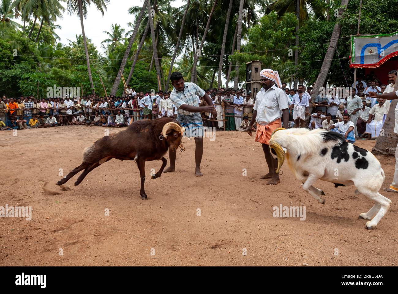 Kidaai Muttu Goat fighting near Madurai, Tamil Nadu, South India, India ...