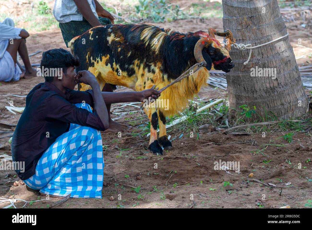 Owner with Goat waiting for kidaai Muttu Goat fighting near Madurai ...