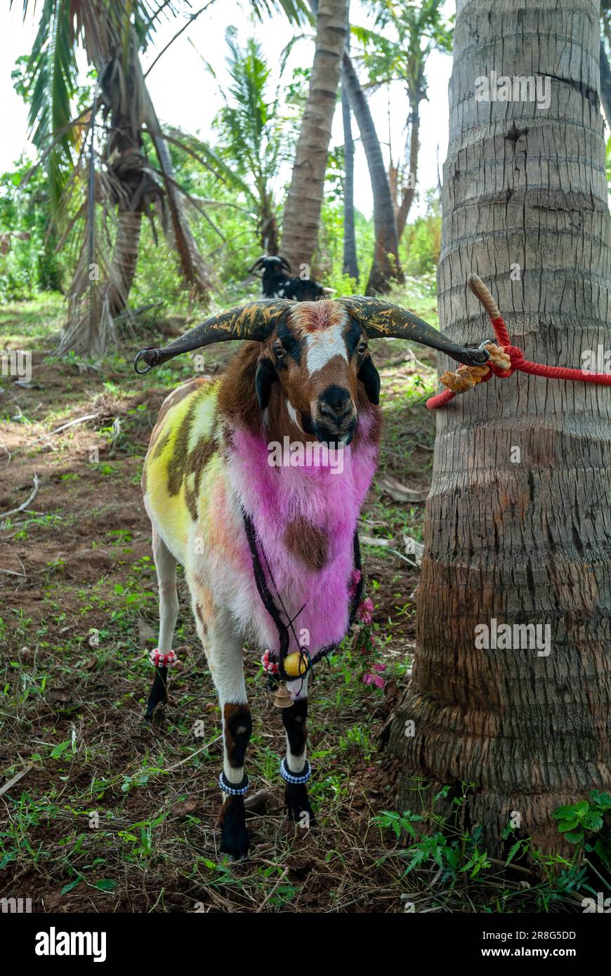 Goat waiting for kidaai Muttu Goat fighting near Madurai, Tamil Nadu ...