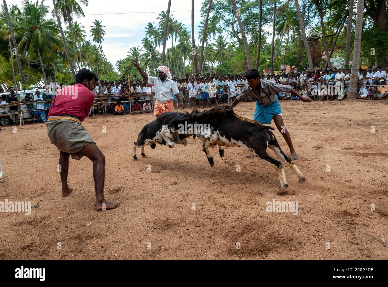 Kidaai Muttu Goat fighting near Madurai, Tamil Nadu, South India, India ...