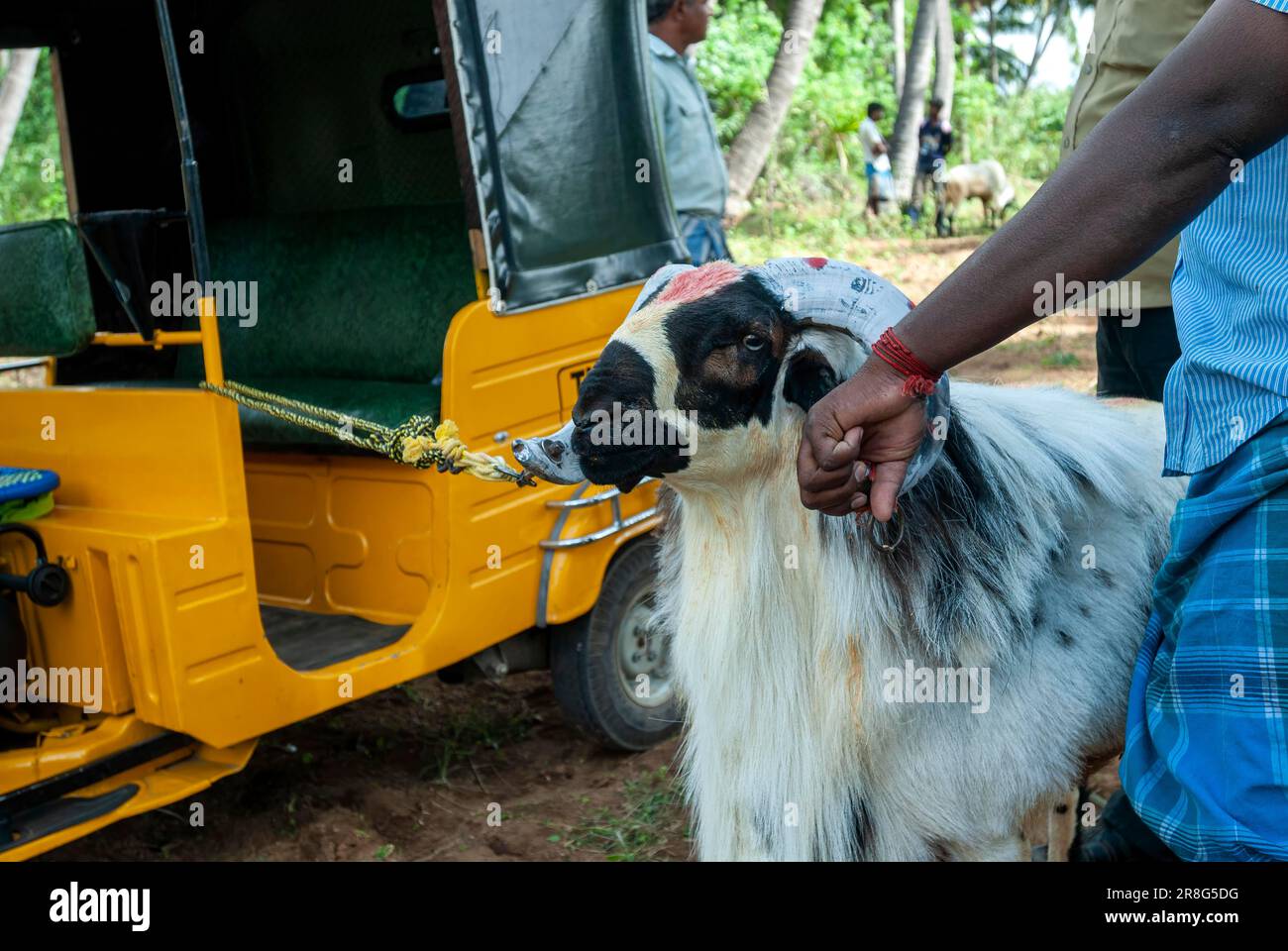 Goat waiting for kidaai Muttu Goat fighting near Madurai, Tamil Nadu ...
