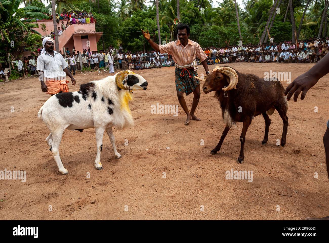 Kidaai Muttu Goat fighting near Madurai, Tamil Nadu, South India, India ...