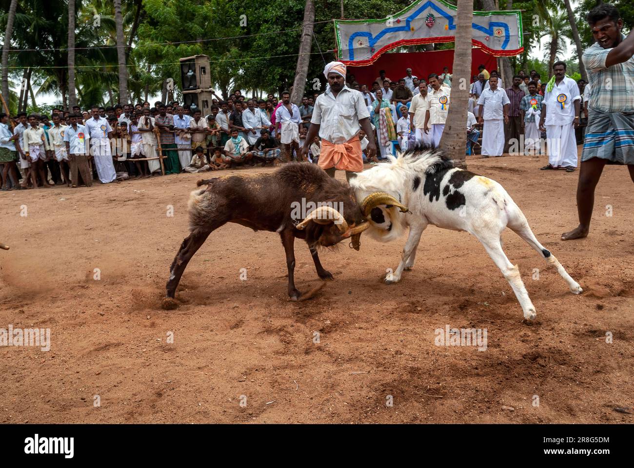 Kidaai Muttu Goat fighting near Madurai, Tamil Nadu, South India, India ...