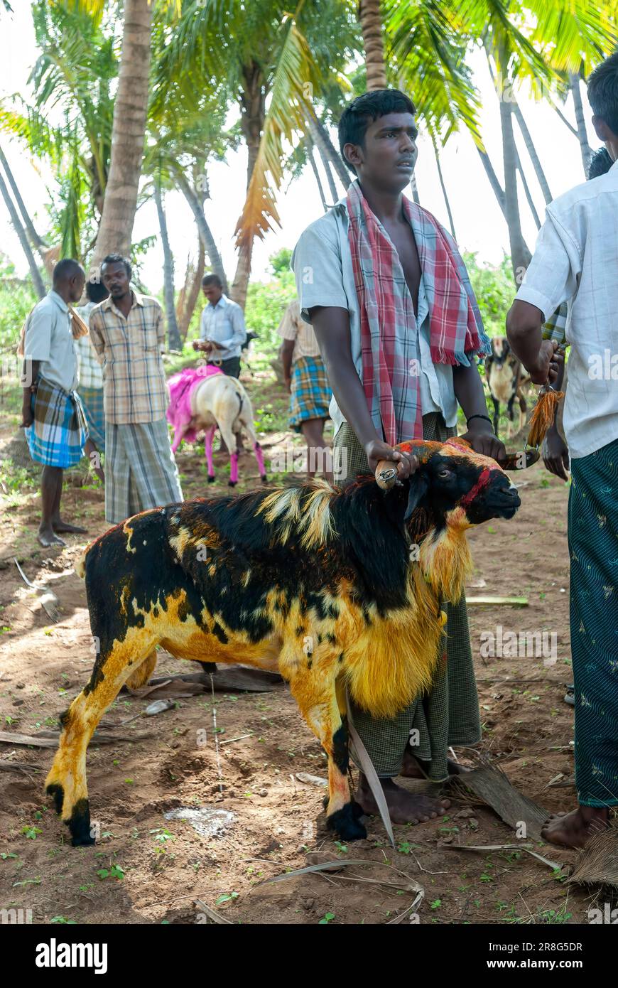 Owner with Goat waiting for kidaai Muttu Goat fighting near Madurai ...