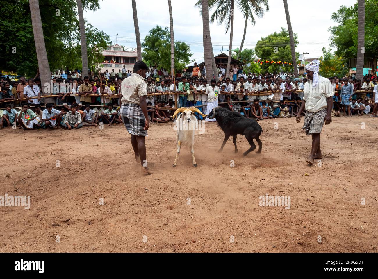 Kidaai Muttu Goat fighting near Madurai, Tamil Nadu, South India, India ...