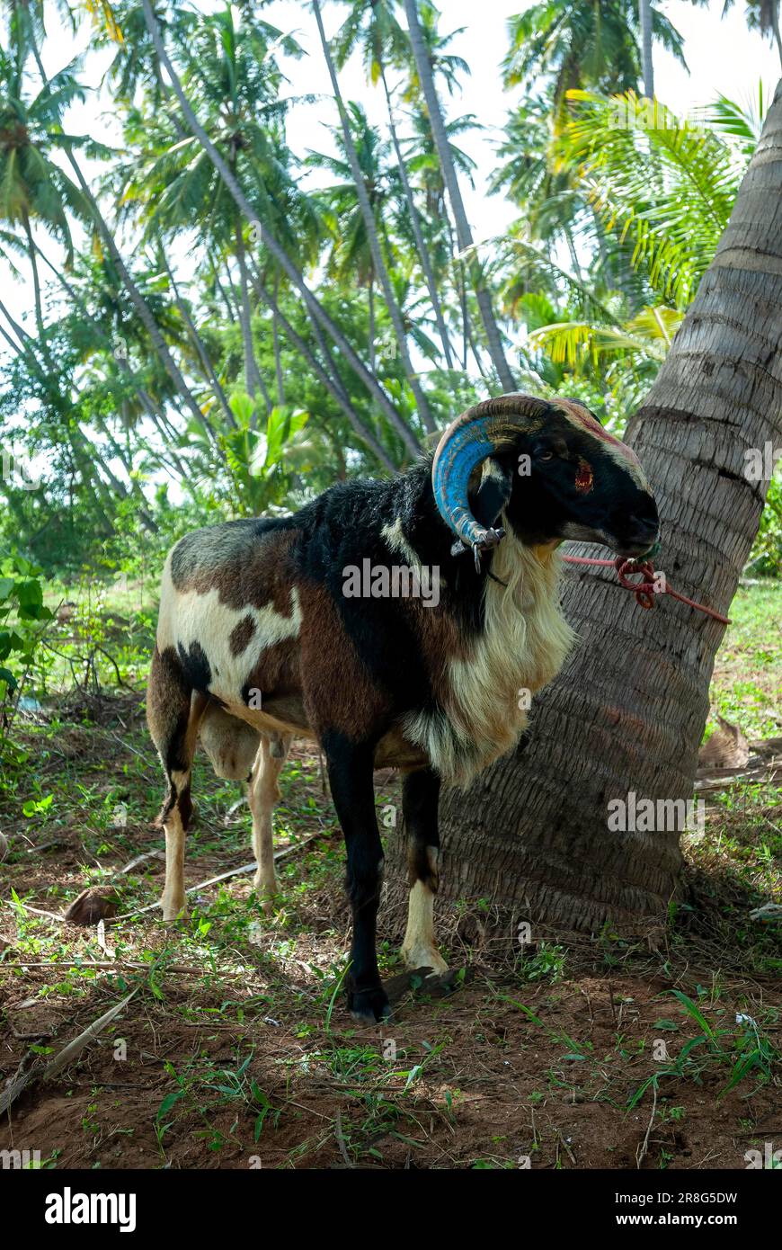 Goat waiting for kidaai Muttu Goat fighting near Madurai, Tamil Nadu ...