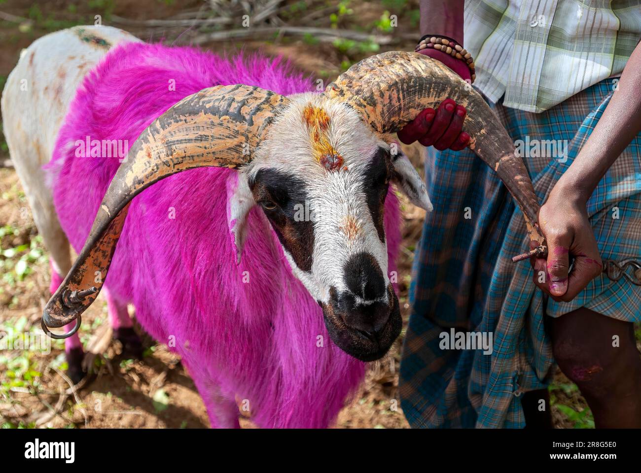 Goat waiting for kidaai Muttu Goat fighting near Madurai, Tamil Nadu ...