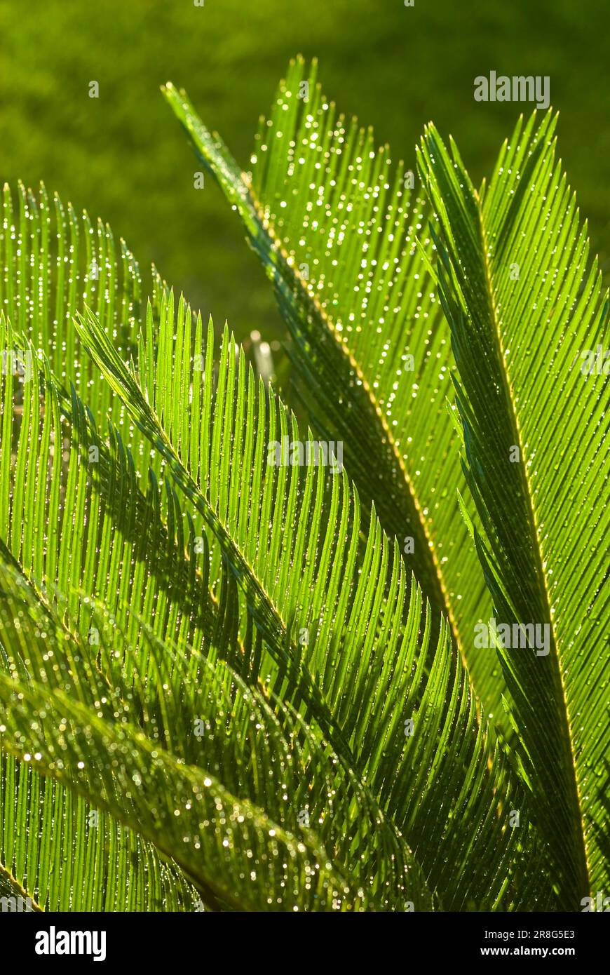 King sago palm sago palm sago cycad (Cycas revoluta) at Coimbatore ...