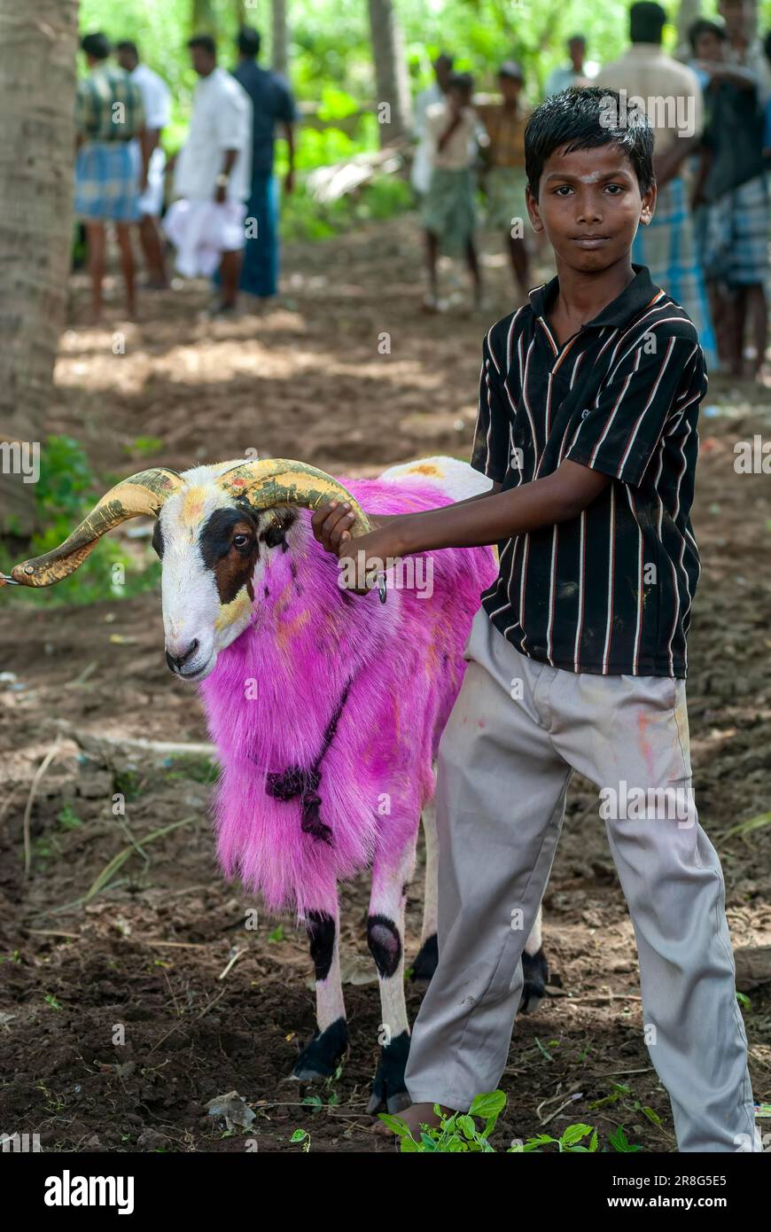 A boy with Goat waiting for kidaai Muttu Goat fighting near Madurai ...