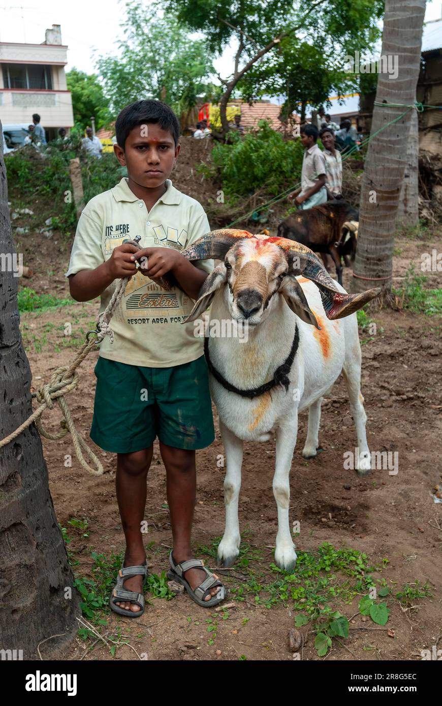 A boy with Goat waiting for kidaai Muttu Goat fighting near Madurai ...