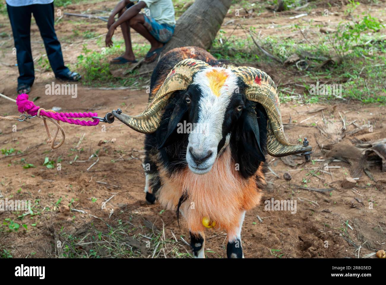 Goat waiting for kidaai Muttu Goat fighting near Madurai, Tamil Nadu ...