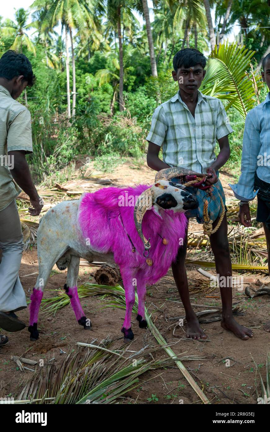 A boy with Goat waiting for kidaai Muttu Goat fighting near Madurai ...