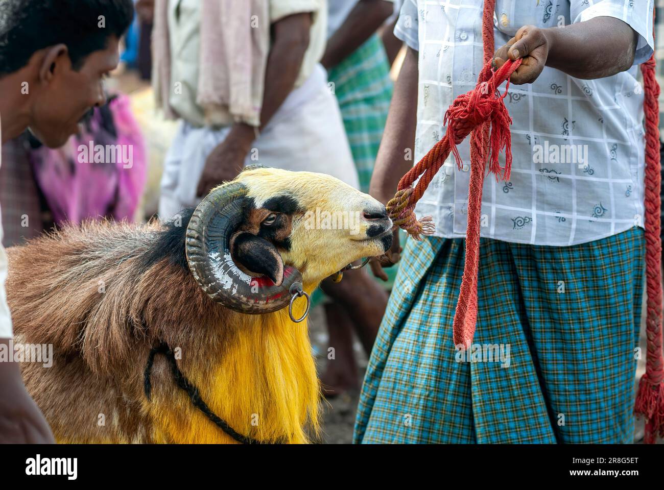 Goat waiting for kidaai Muttu Goat fighting near Madurai, Tamil Nadu ...