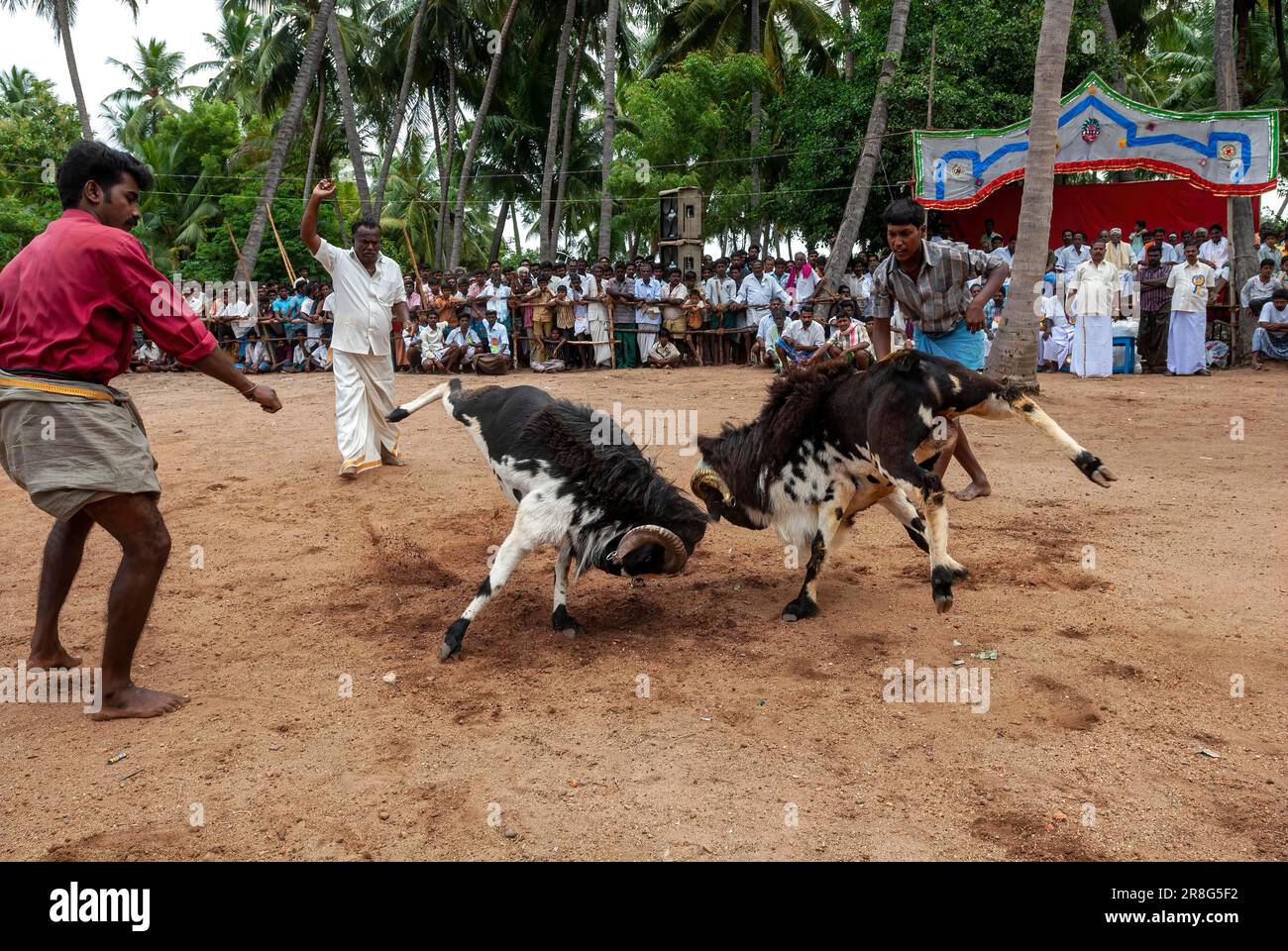 Kidaai Muttu Goat fighting near Madurai, Tamil Nadu, South India, India ...