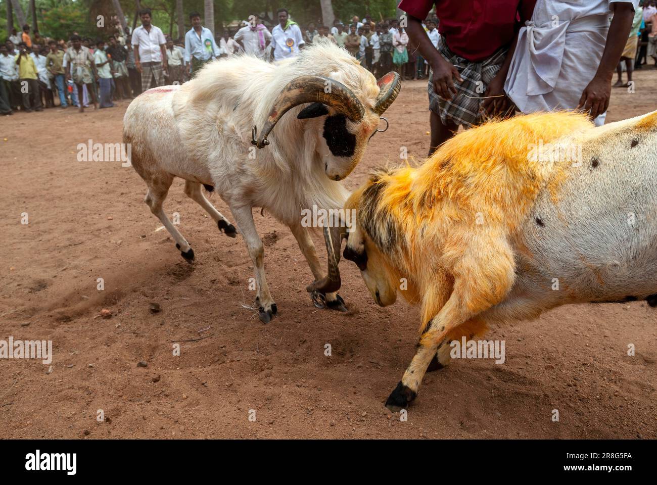 Kidaai Muttu Goat fighting near Madurai, Tamil Nadu, South India, India ...