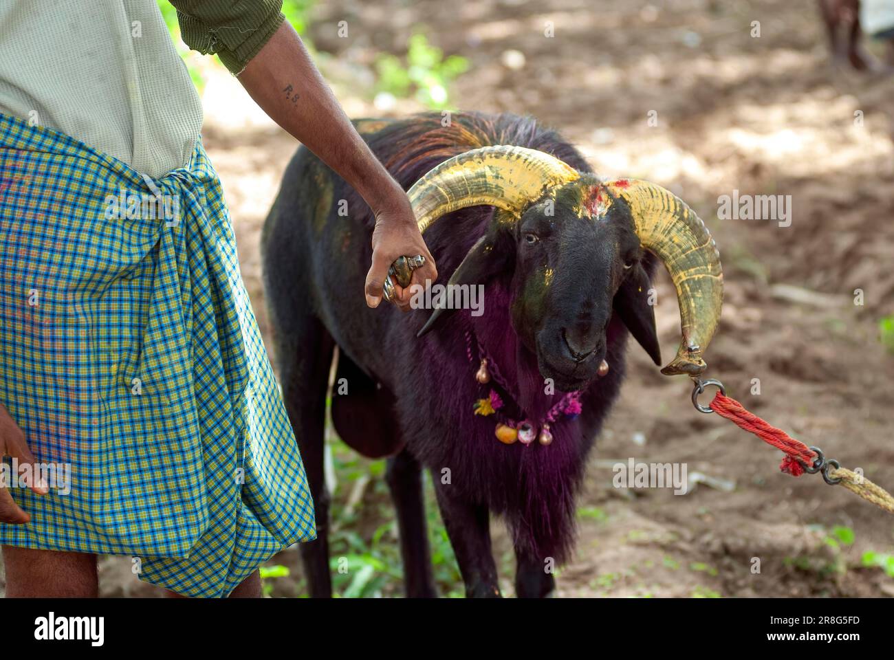 Goat waiting for kidaai Muttu Goat fighting near Madurai, Tamil Nadu ...