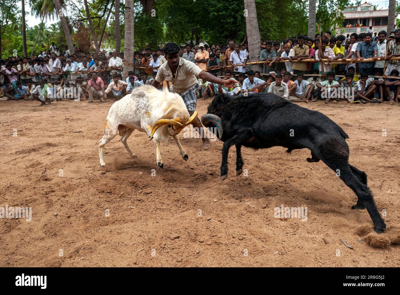 Kidaai Muttu Goat fighting near Madurai, Tamil Nadu, South India, India ...