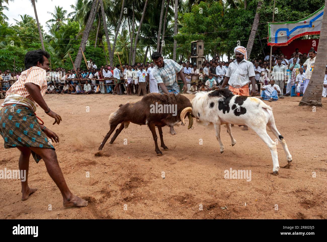 Kidaai Muttu Goat fighting near Madurai, Tamil Nadu, South India, India ...