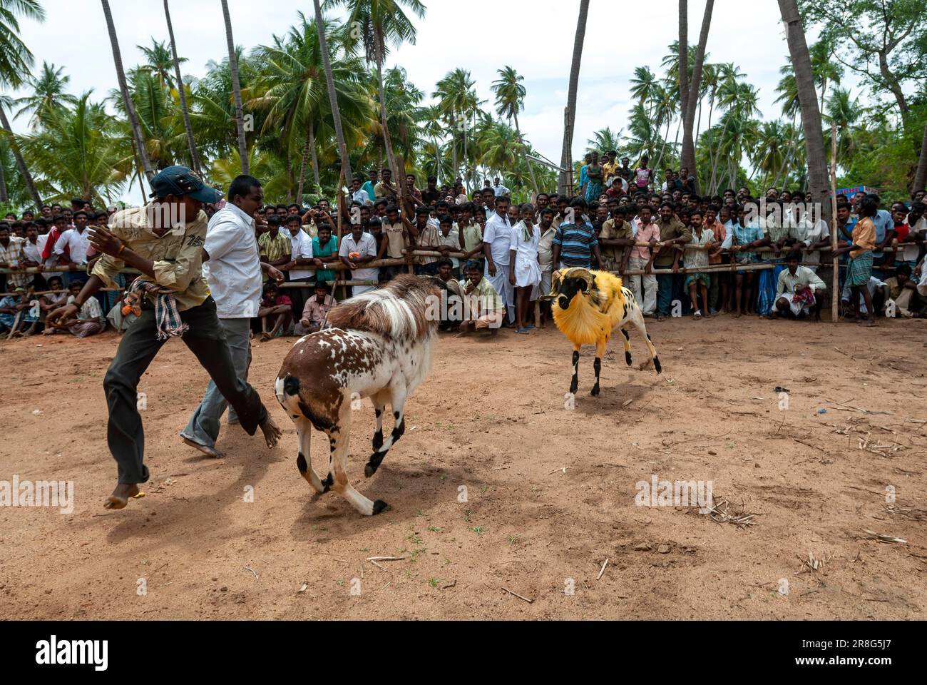 Kidaai Muttu Goat fighting near Madurai, Tamil Nadu, South India, India ...