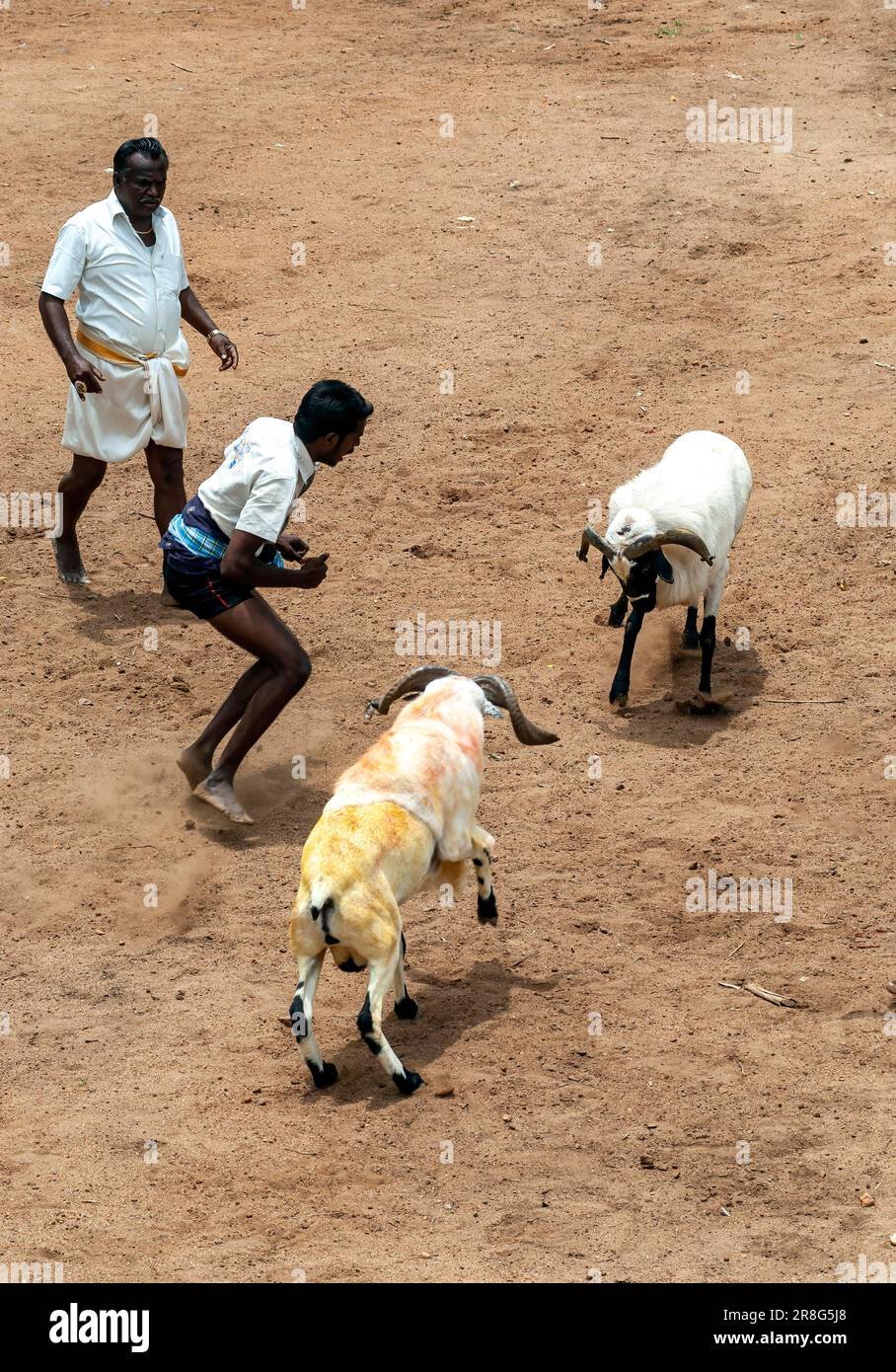 Kidaai Muttu Goat fighting near Madurai, Tamil Nadu, South India, India ...