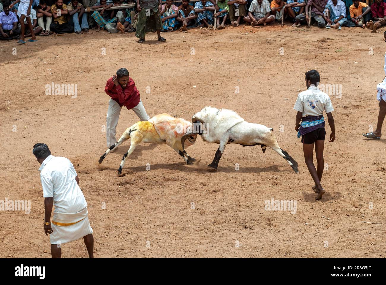 Kidaai Muttu Goat fighting near Madurai, Tamil Nadu, South India, India ...
