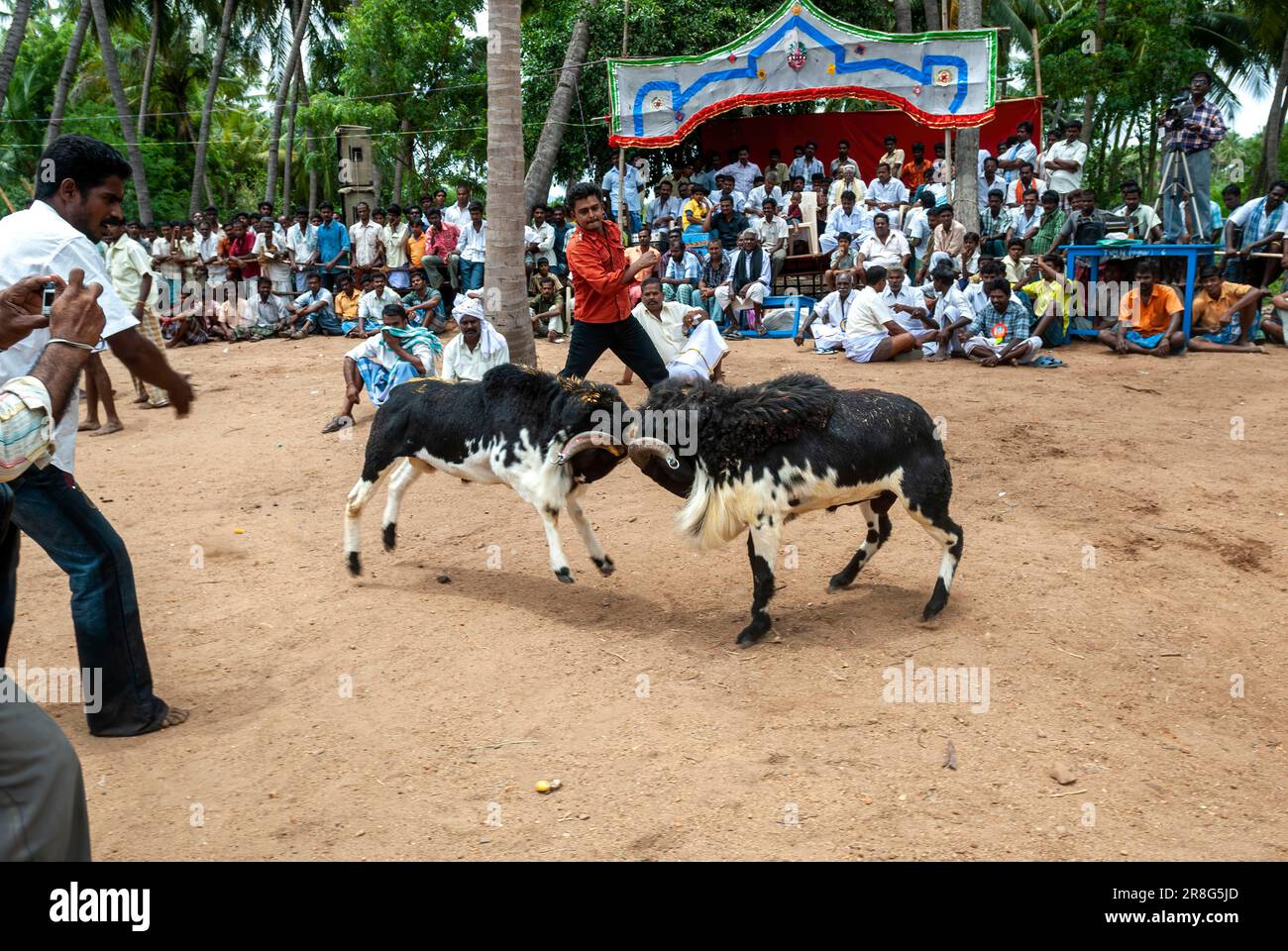 Kidaai Muttu Goat fighting near Madurai, Tamil Nadu, South India, India ...