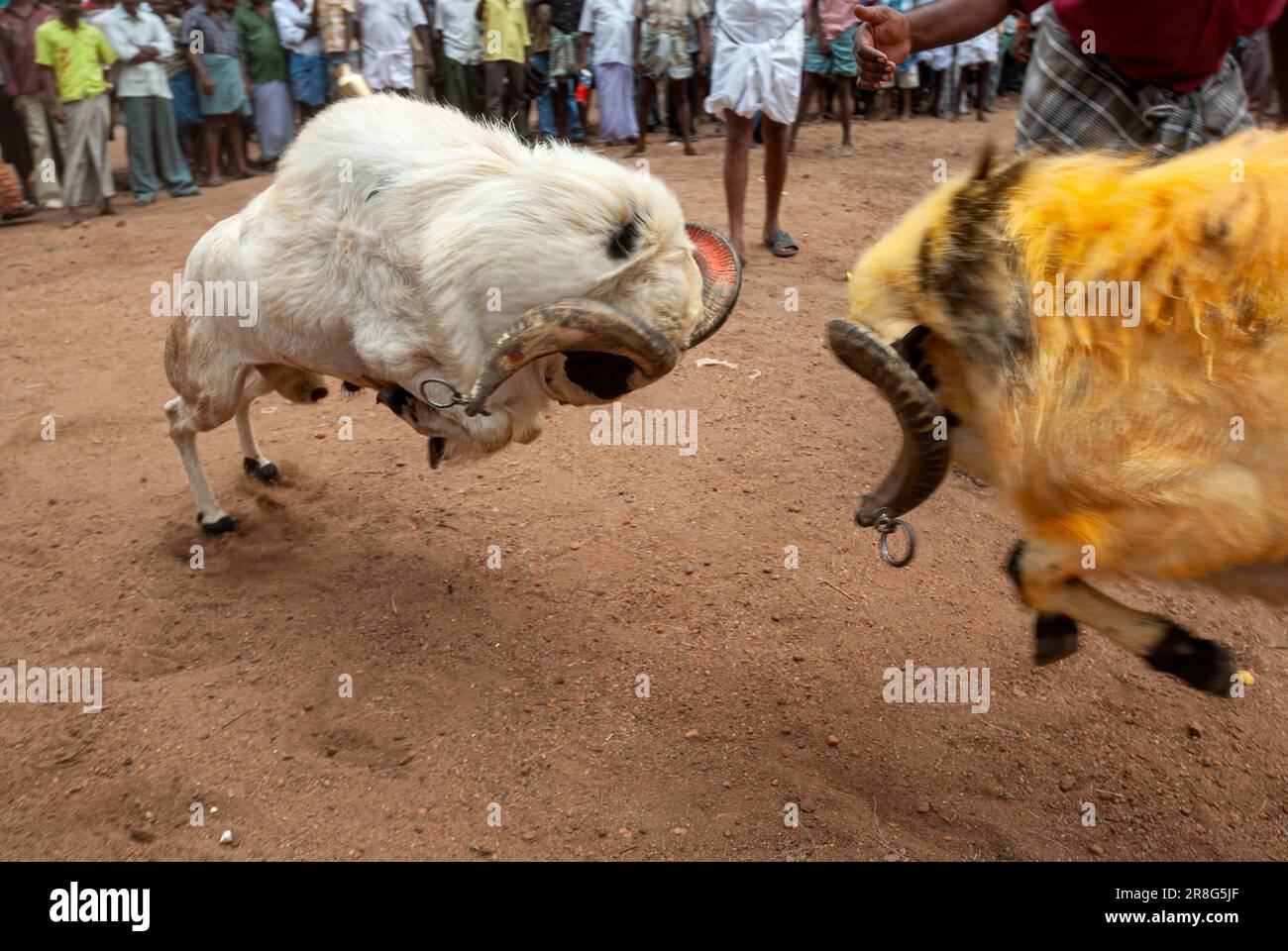 Kidaai Muttu Goat fighting near Madurai, Tamil Nadu, South India, India ...