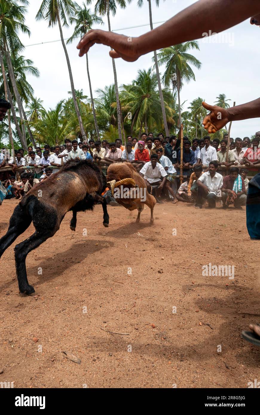 Kidaai Muttu Goat fighting near Madurai, Tamil Nadu, South India, India ...