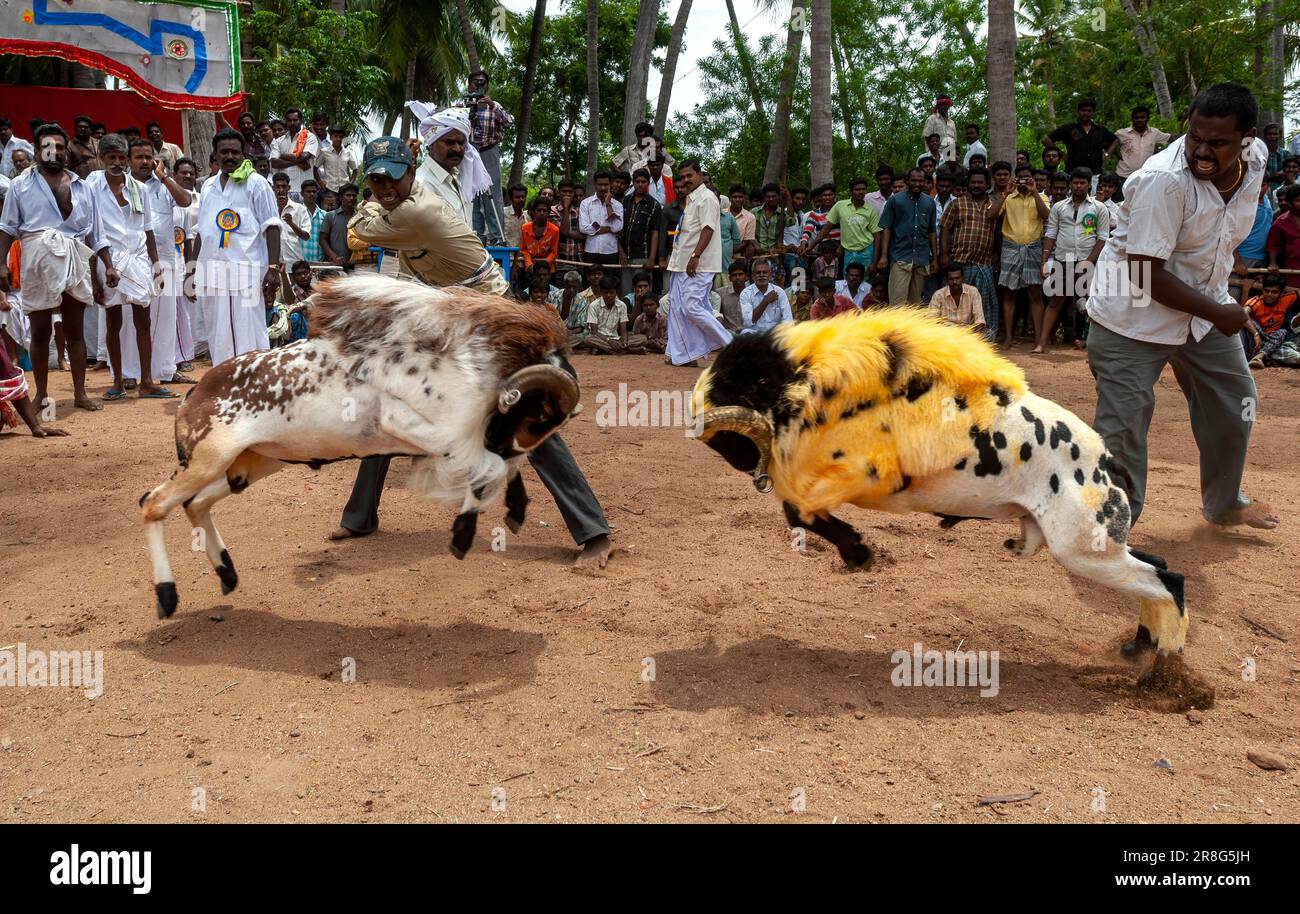 Kidaai Muttu Goat fighting near Madurai, Tamil Nadu, South India, India ...