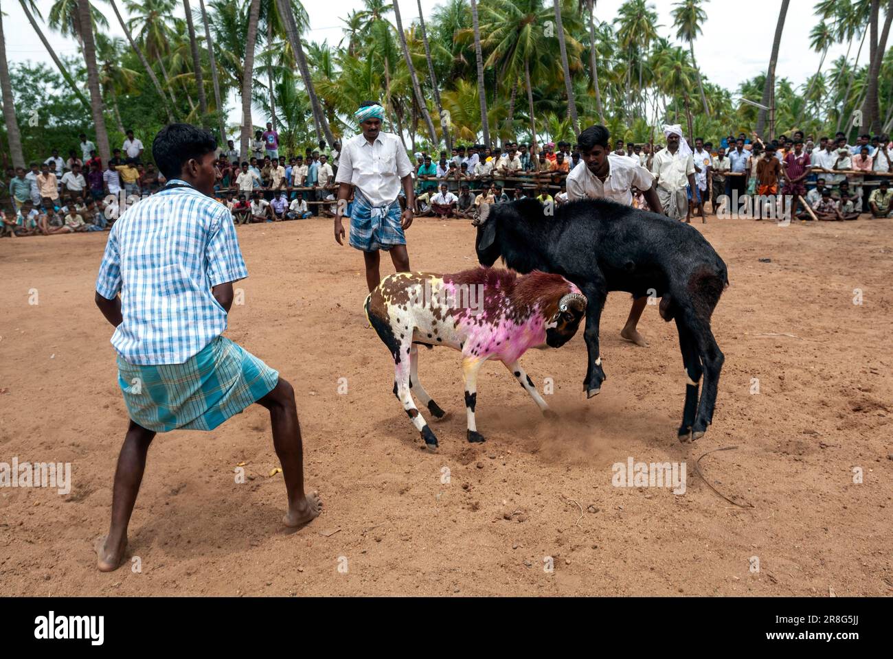 Kidaai Muttu Goat fighting near Madurai, Tamil Nadu, South India, India ...