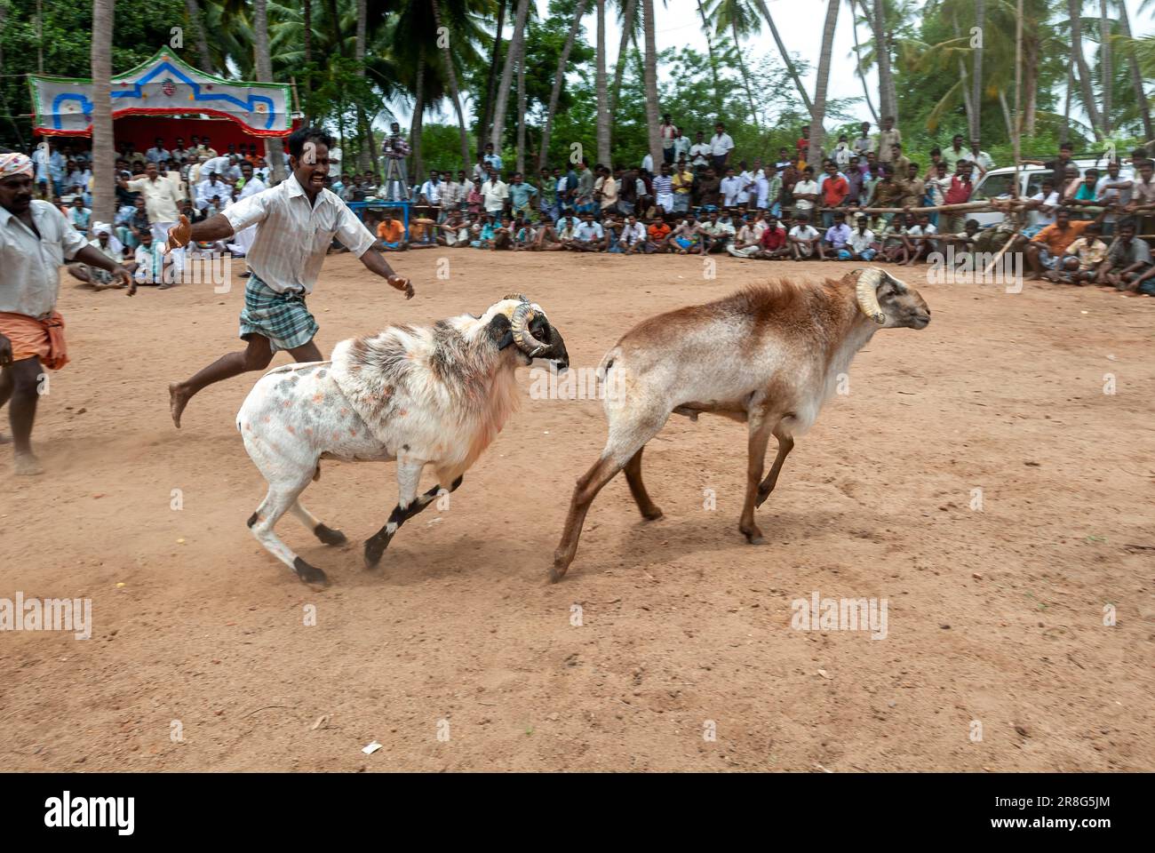 A Goat charging another goat in fighting near Madurai, Tamil Nadu ...